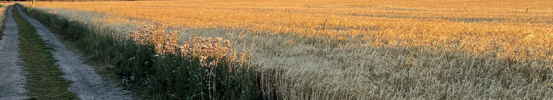 Reports - Tenant Farming - Our work - Scottish Land Commission